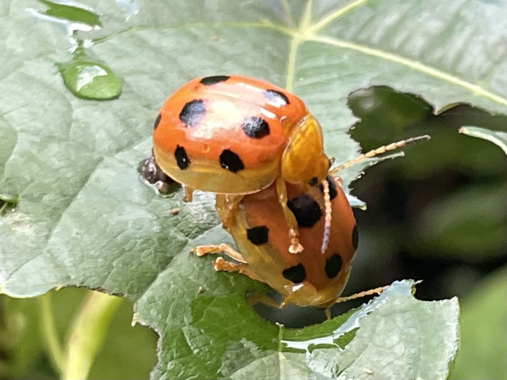 Oides decempunctata from 성산읍, 서귀포시, 제주특별자치도, KR on September 11, 2024 ...