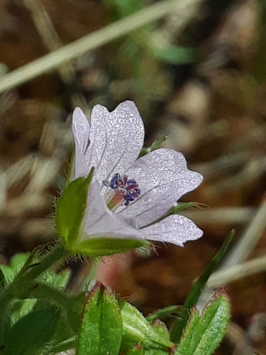 Northern Cranesbill (Geranium Family of North America) · iNaturalist