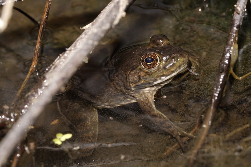 American Bullfrog from Ellensburg, WA, US on September 8, 2024 at 01:14 ...