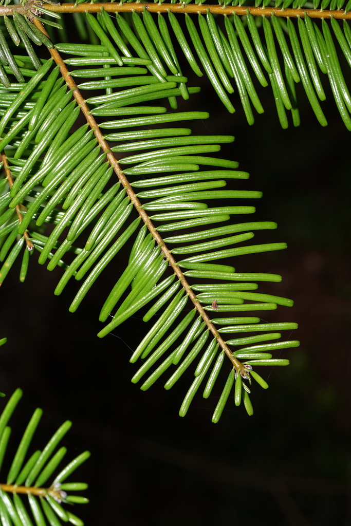 grand fir from Kitsap Memorial State Park, Poulsbo, WA, US on September ...