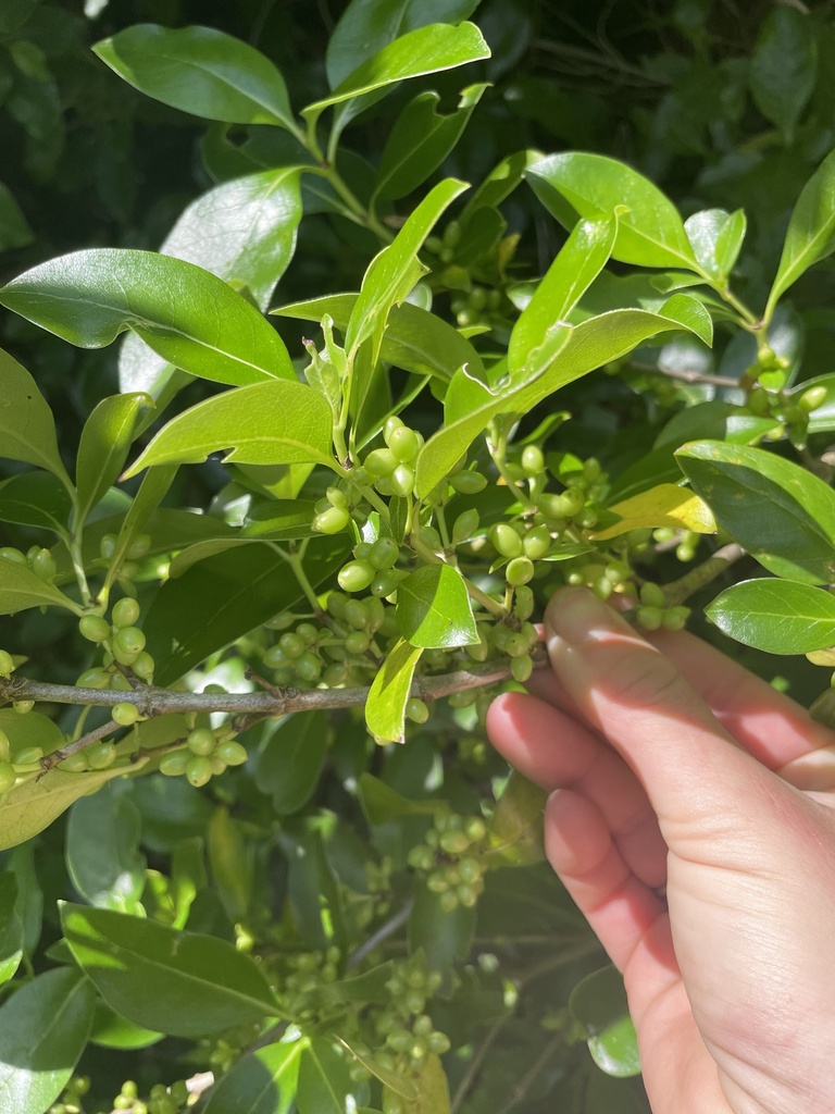 Coprosma macrocarpa from North Island / Te Ika-a-Māui, Whangārei Heads ...