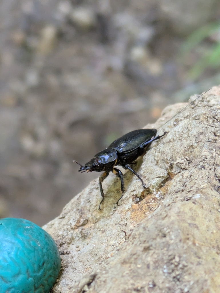 Prismognathus angularis angularis from 965-0815日本 on September 5, 2024 ...