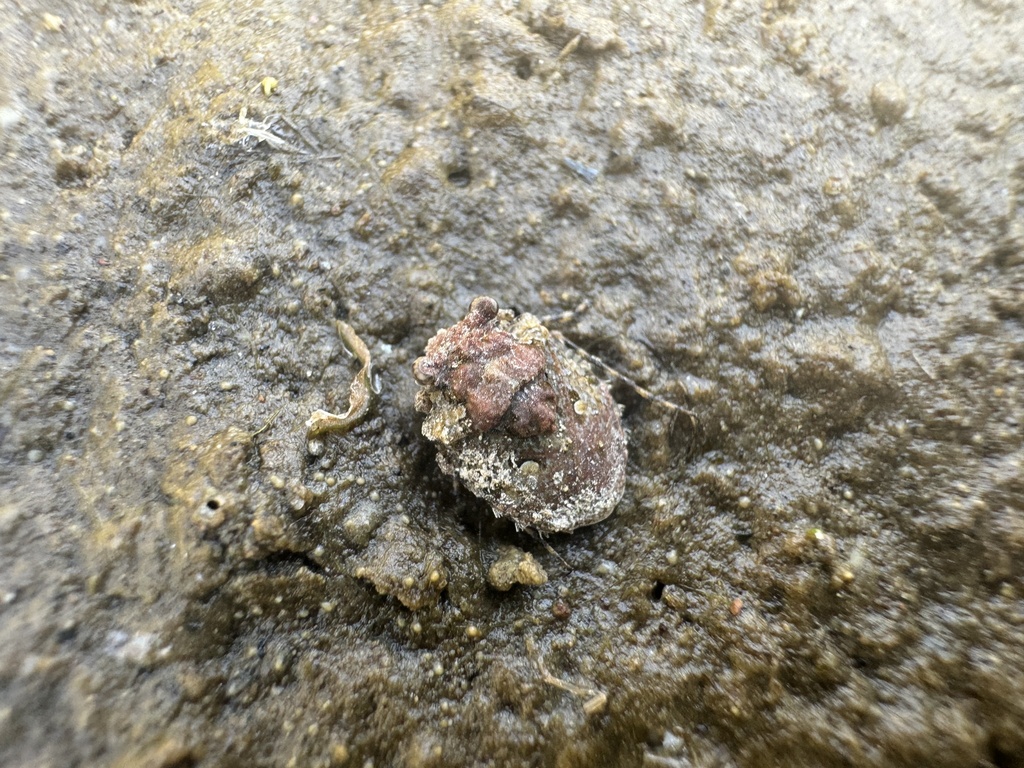 Big-eyed Toad Bug from Plumas National Forest, Blairsden Graeagle, CA ...