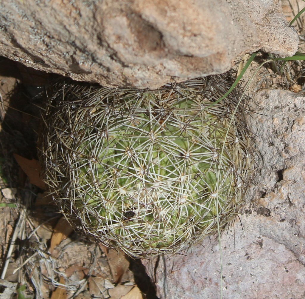 Coryphantha compacta from Huejotitán, Chih., México on August 9, 2024 ...