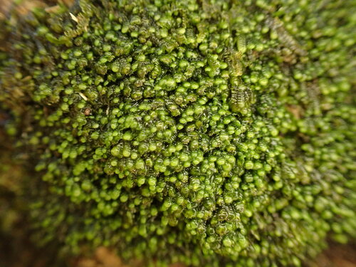 Lopholejeunea tecta · iNaturalist