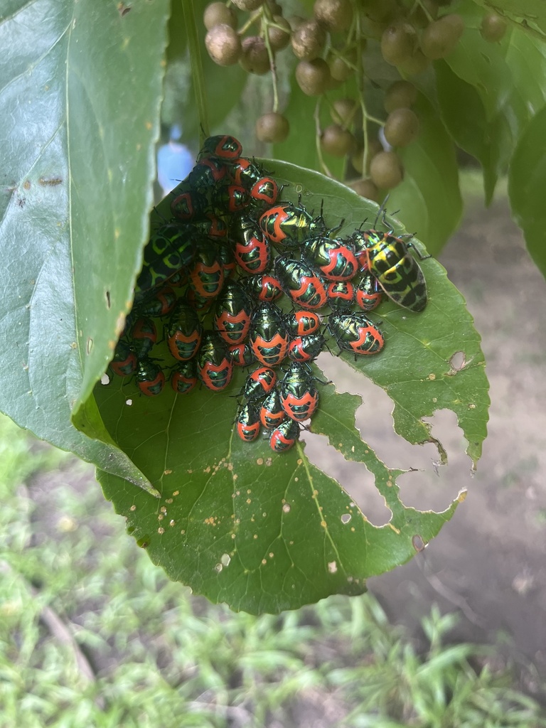 Scutellera Nepalensis From 臺灣島 番路鄉 Cyq Tw On September 11 2024 At