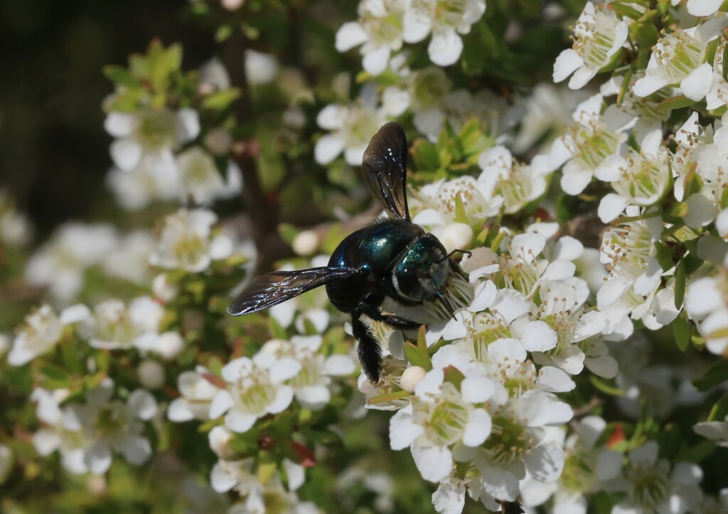 Peacock Carpenter Bee from Arrawarra NSW 2456, Australia on September ...