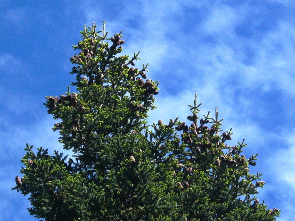 Vejar's fir from Arteaga, Coah., México on August 31, 2008 at 10:42 AM ...