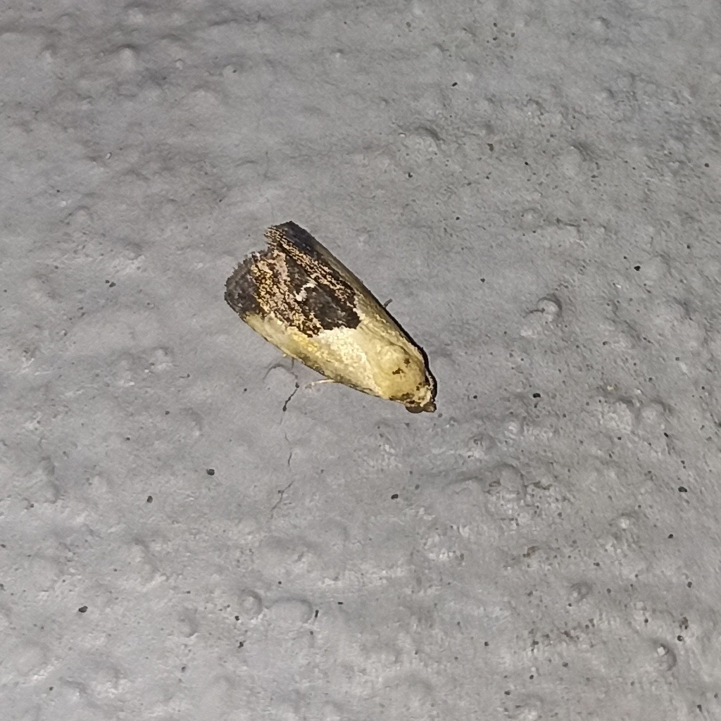 Maliattha vialis from Munsyari, Uttarakhand 262554, India on August 31 ...