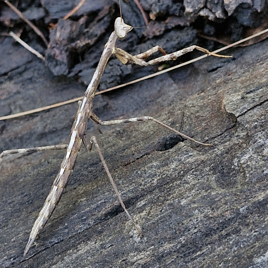 Australian Stick Mantis from Cranbourne VIC 3977, Australia on ...