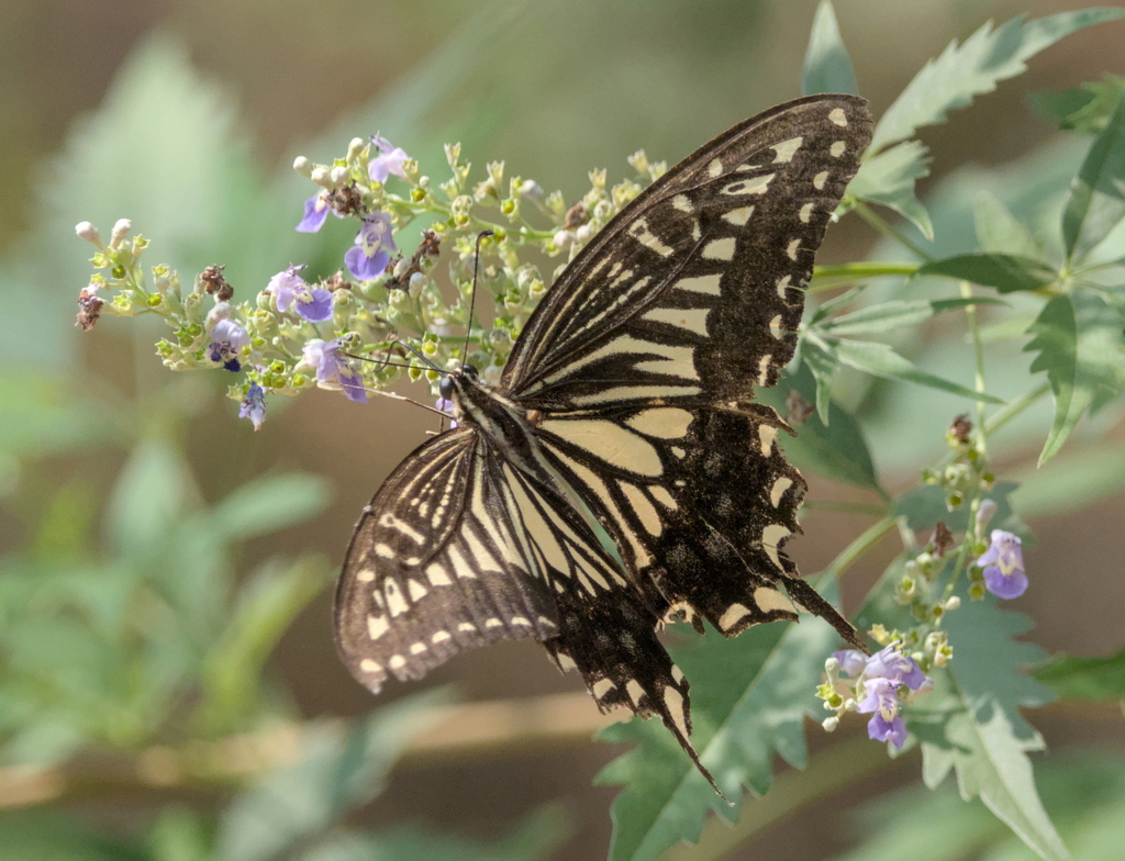 Chinese Yellow Swallowtail from 中国山东省青岛市崂山区 on September 10, 2024 at 12 ...