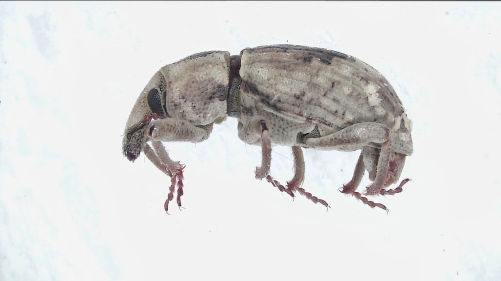 Rice Water Weevil in July 2024 by formicidae001. 2683 · iNaturalist