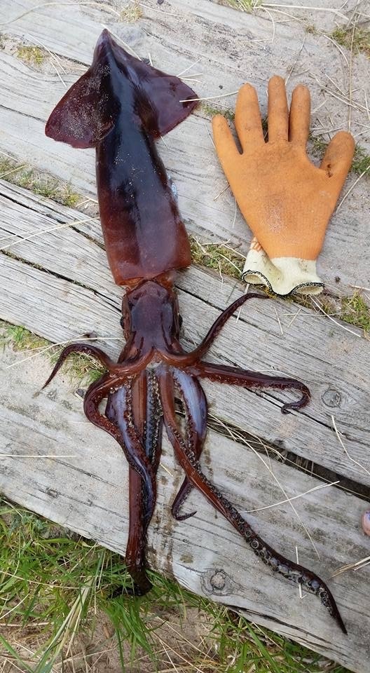 European Common Squid from Northumberland Coast AONB, Alnwick, England ...