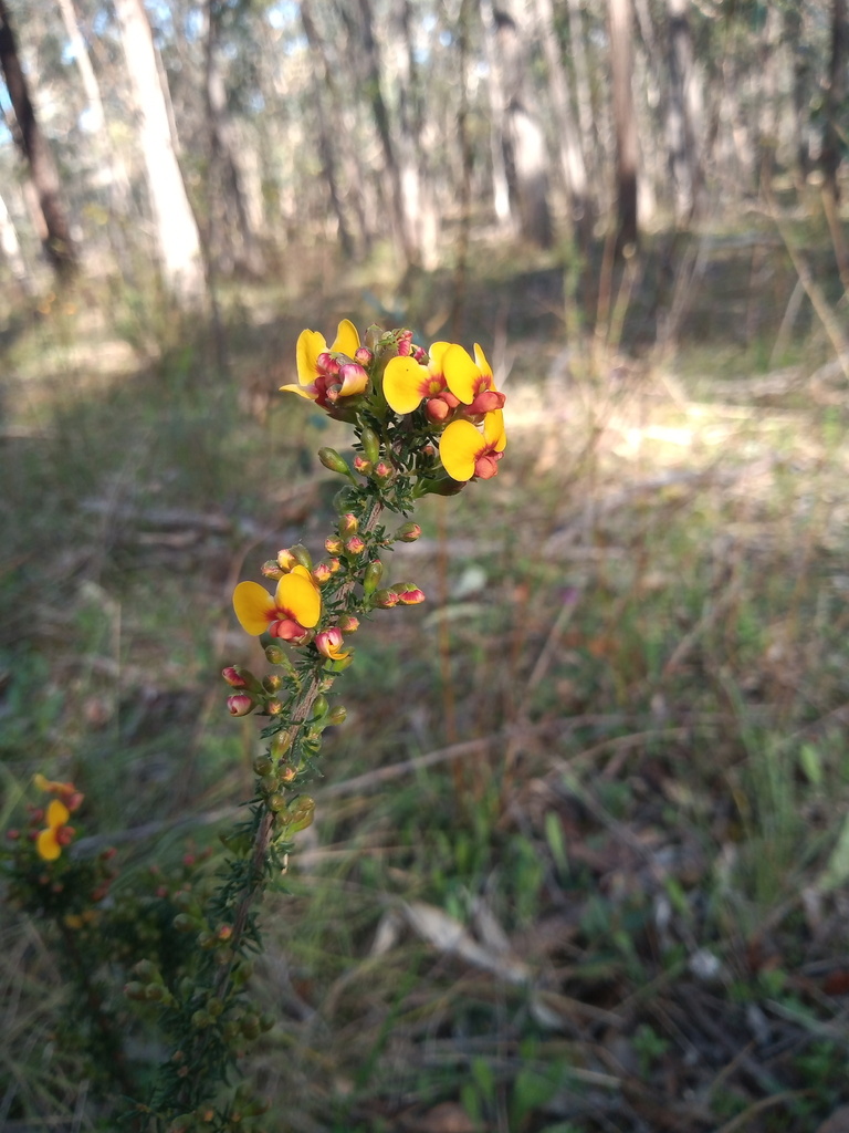 small-leaf parrot-pea from Chiltern VIC 3683, Australia on September 3 ...
