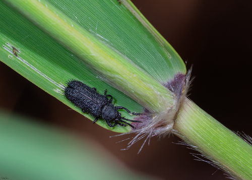 Acmenychus planus · NaturaLista Colombia