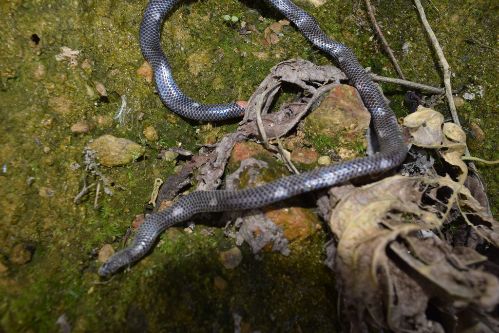 Leonard's Pipe Snake in August 2018 by fhadlikennedi. roadkill ...