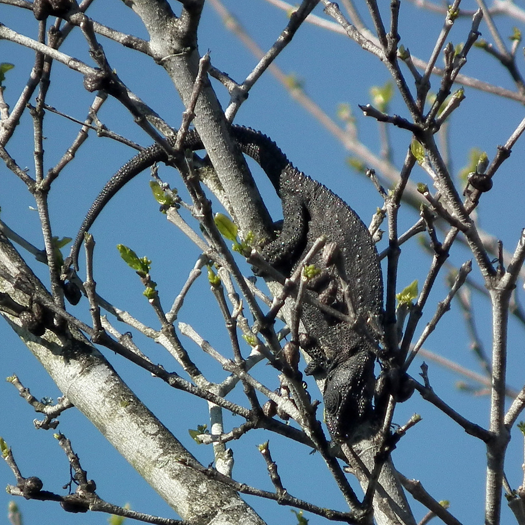 Knysna Dwarf Chameleon from Garden Route Botanical Garden on September ...