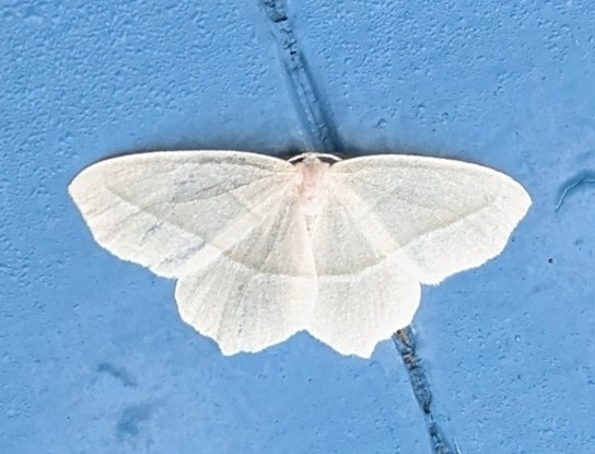 Pale Beauty from Albert Bridge, NS B1K 3B5, Canada on September 11 ...