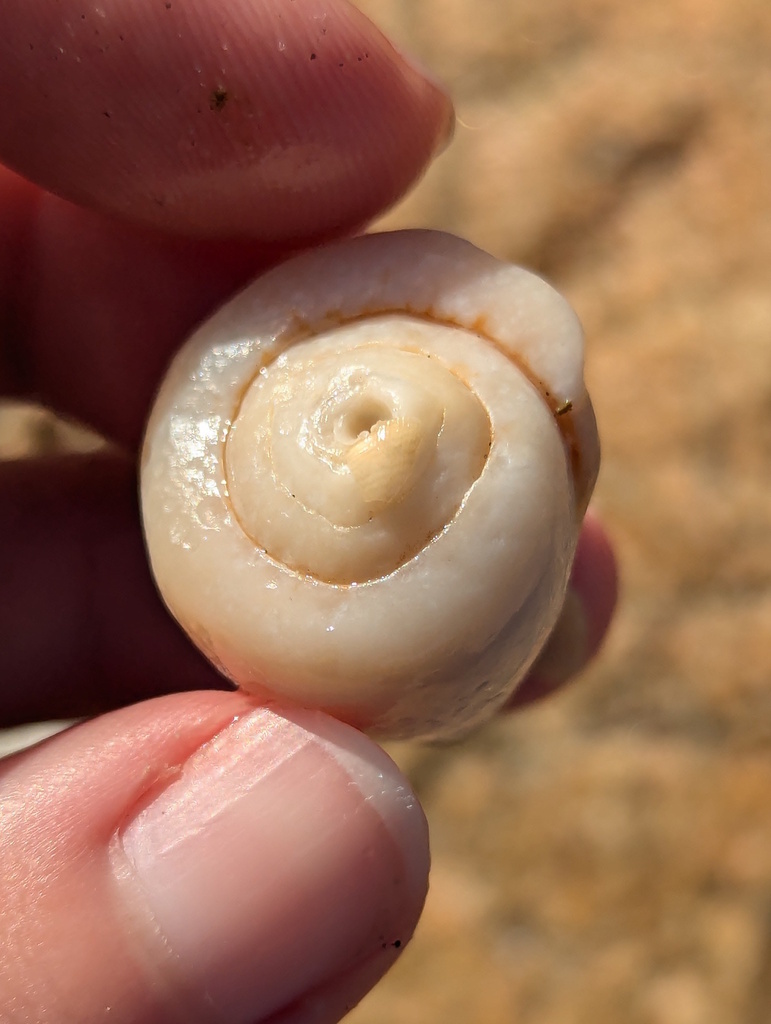 Strawberry Conch from Bowen QLD 4805, Australia on September 11, 2024 ...