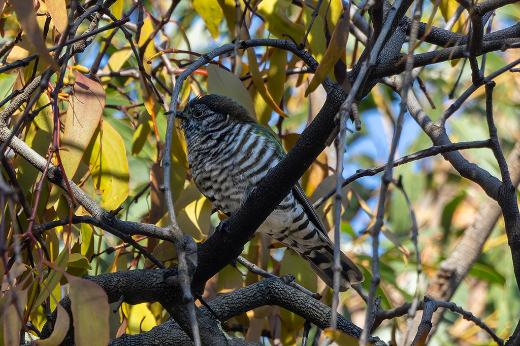 Shining Bronze Cuckoo from Kings Plains NSW 2360, Australia on August ...