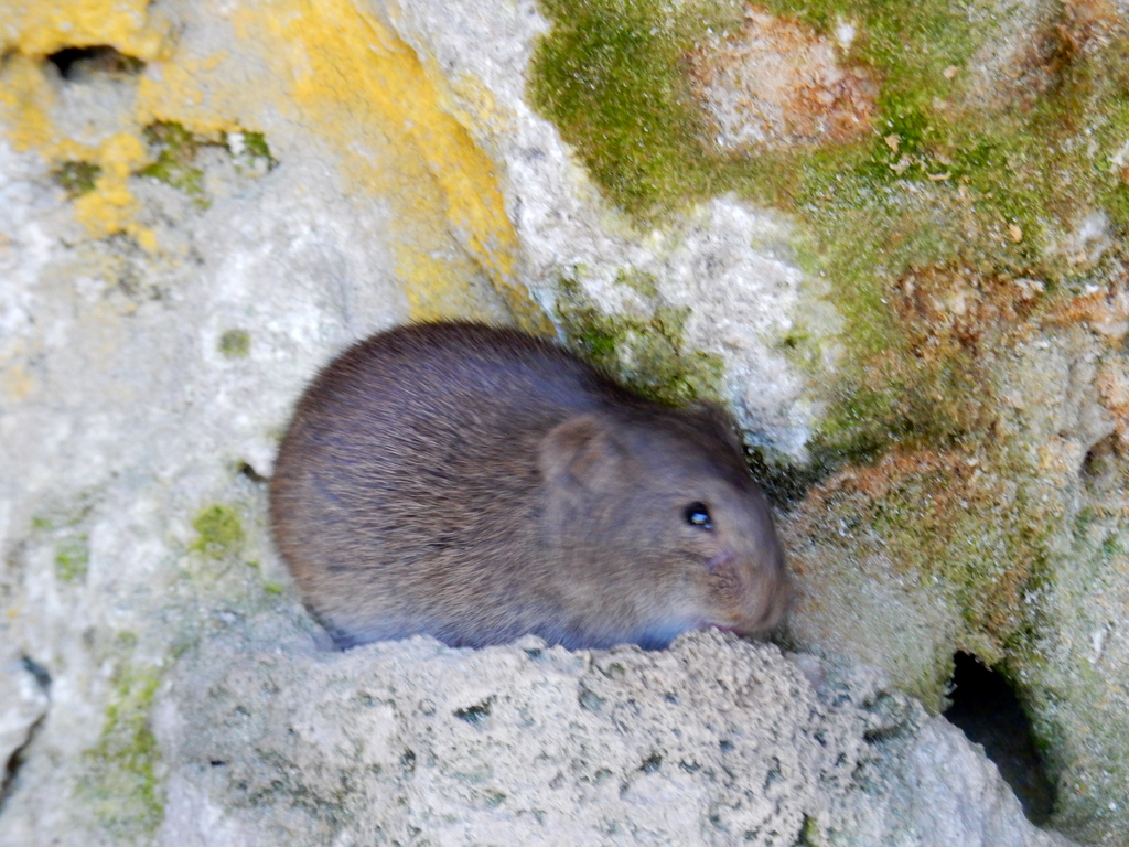 Microtus longicaudus (Pacific Northwest Fauna) · iNaturalist