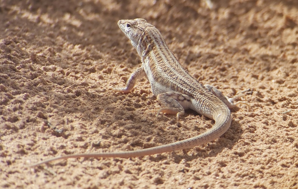 Bosc’s Fringe-toed lizard from Errachidia Province, Morocco on ...