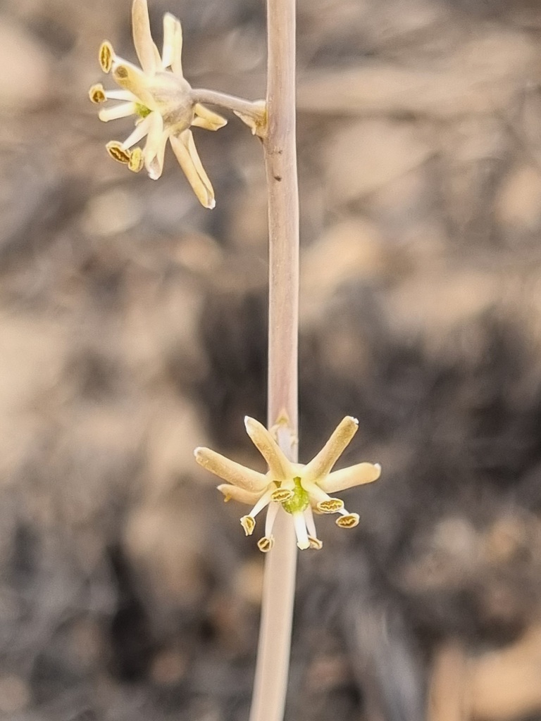 Grassveld Squill from West Rand District Municipality, South Africa on ...