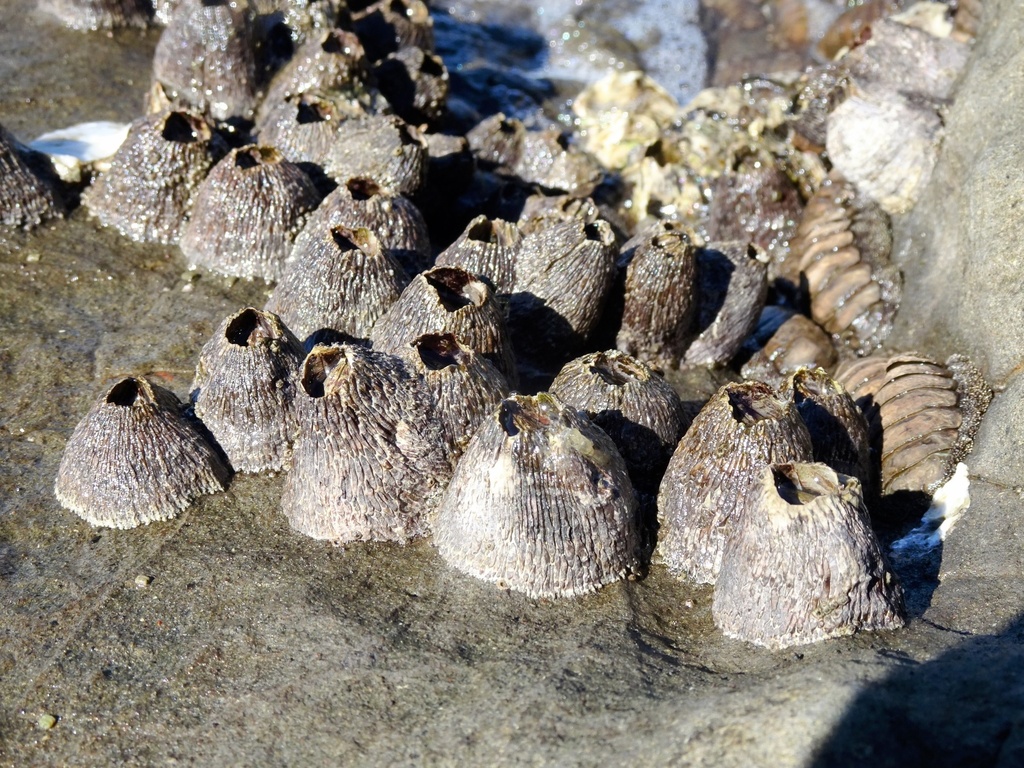 Japanese Volcano Barnacle from 本州, 藤沢市, 神奈川県, JP on September 11, 2024 ...
