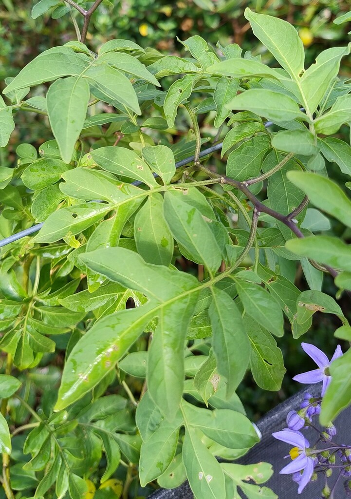 Brazilian Nightshade from Cotton Tree, Maroochydore QLD, Australia on ...