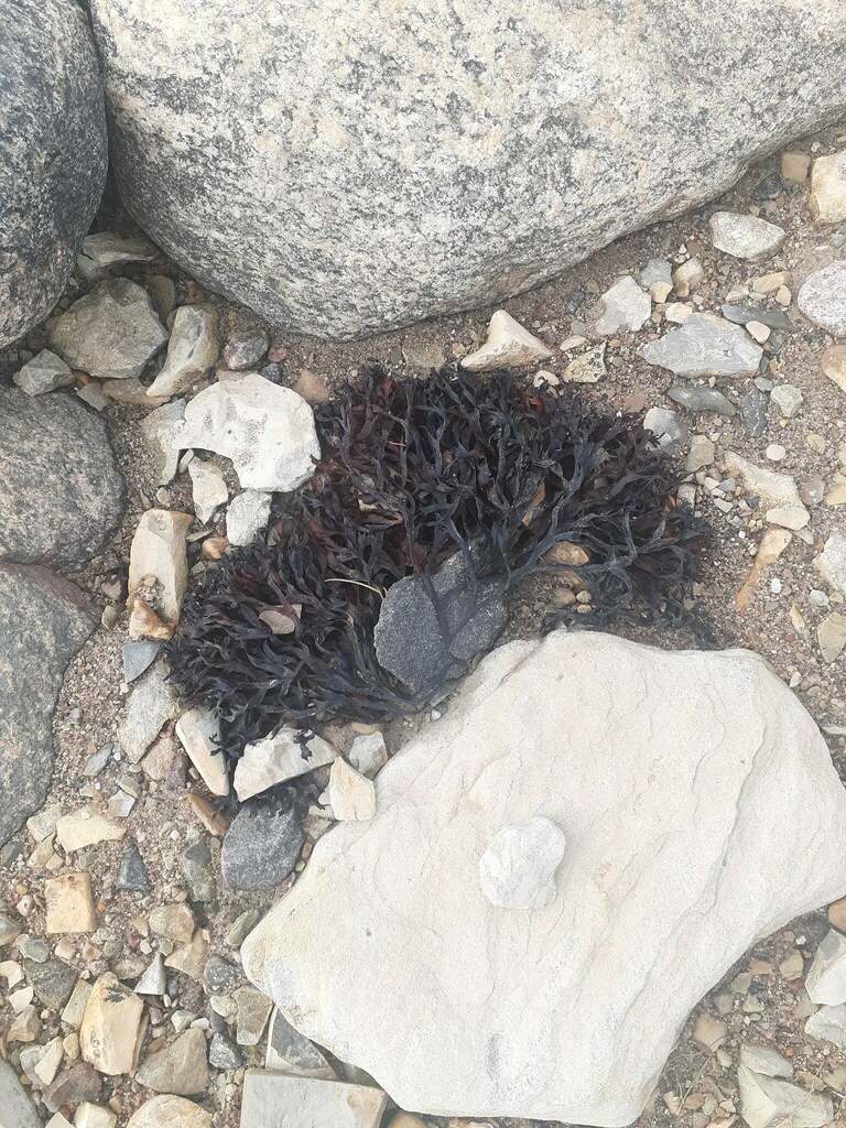 Rockweed from Kitikmeot Region, NU, Canada on July 9, 2024 at 09:55 AM ...