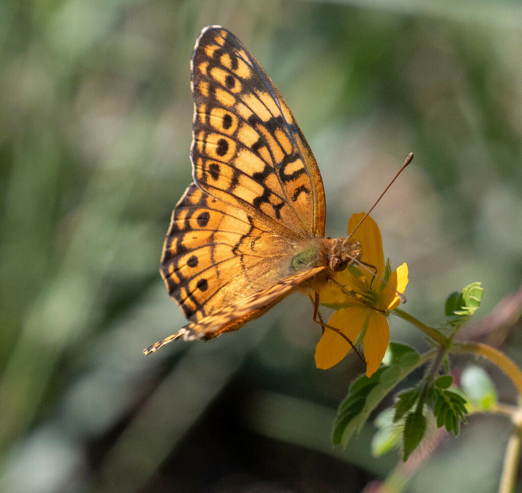 Variegated Fritillary from Cochise County, AZ, USA on September 3, 2024 ...