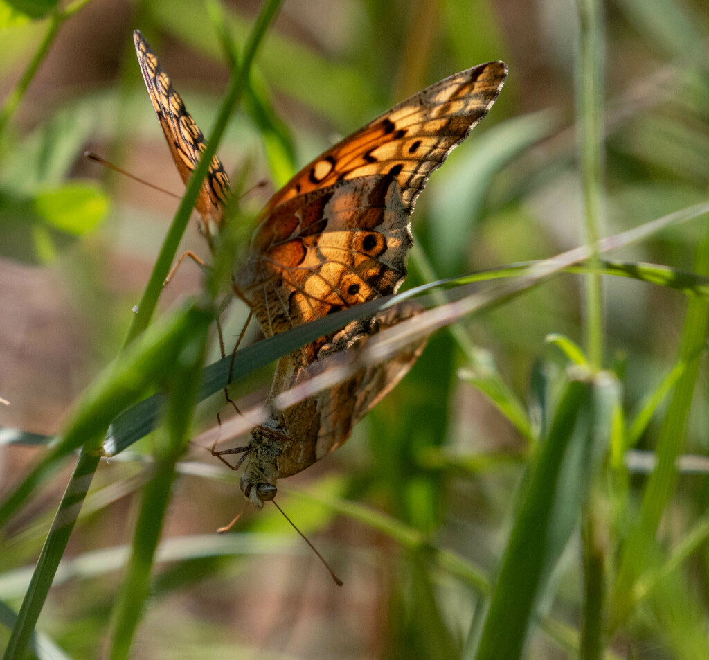 Variegated Fritillary from Cochise County, AZ, USA on September 3, 2024 ...
