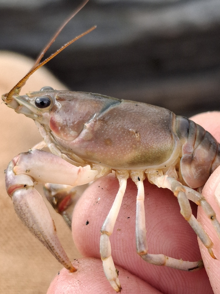 Northern Clearwater Crayfish from Carling, ON P0G, Canada on September ...