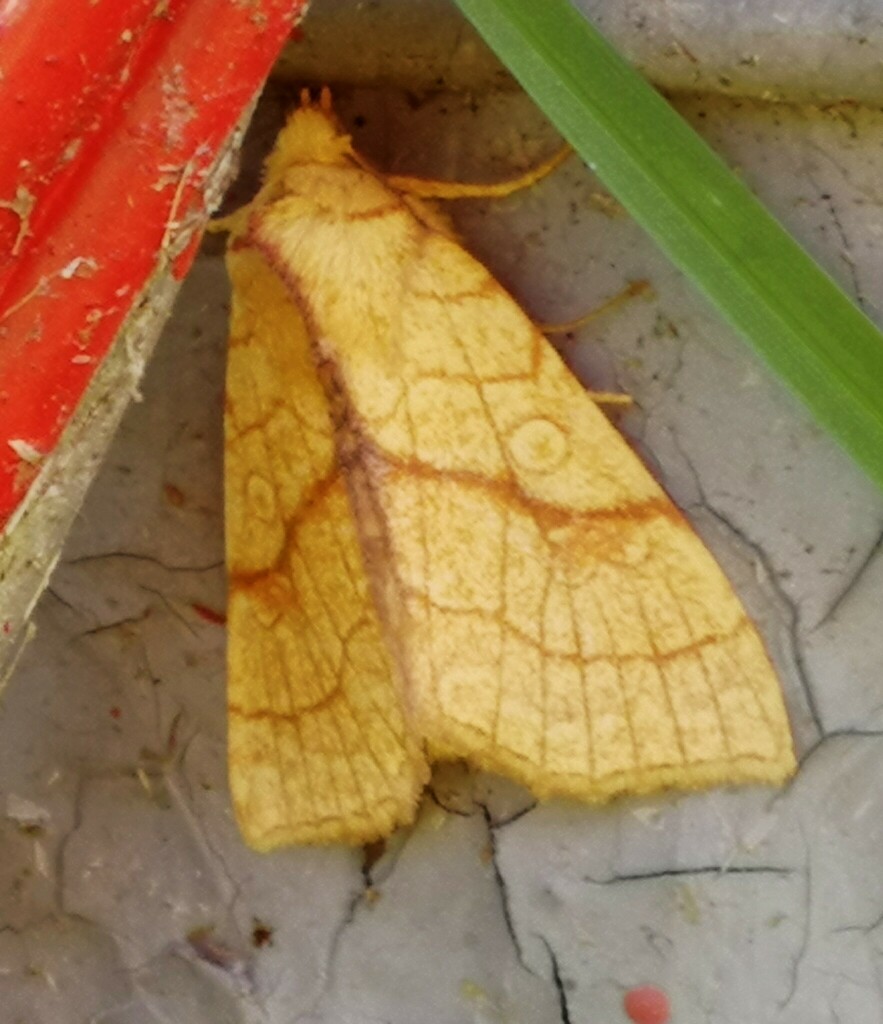 Orange Sallow from Кстовский р-н, Нижегородская обл., Россия on ...