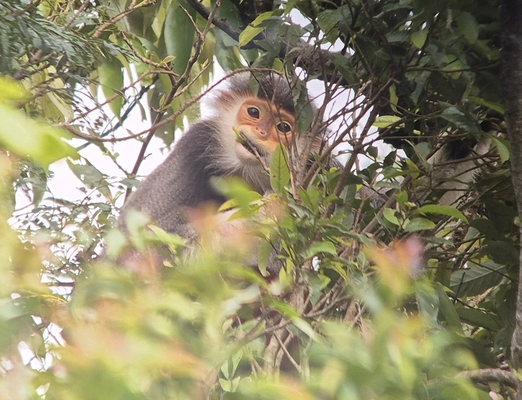 Grey-shanked Douc Langur in February 2024 by Royle Safaris ...