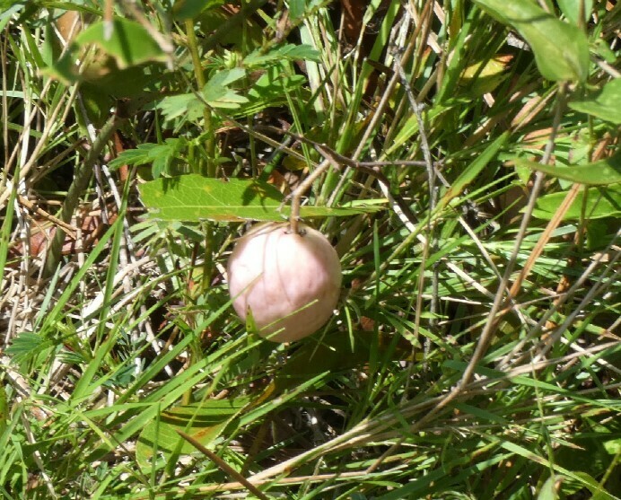 Gopher apple from Florida, Hernando, Perry Oldenburg Wildlife and ...