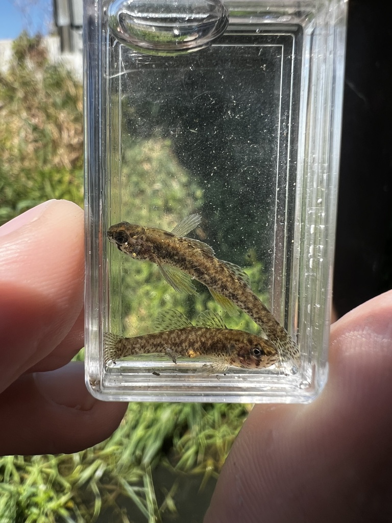 Least Darter from Linson Rd, London, OH, US on September 11, 2024 at 12 ...