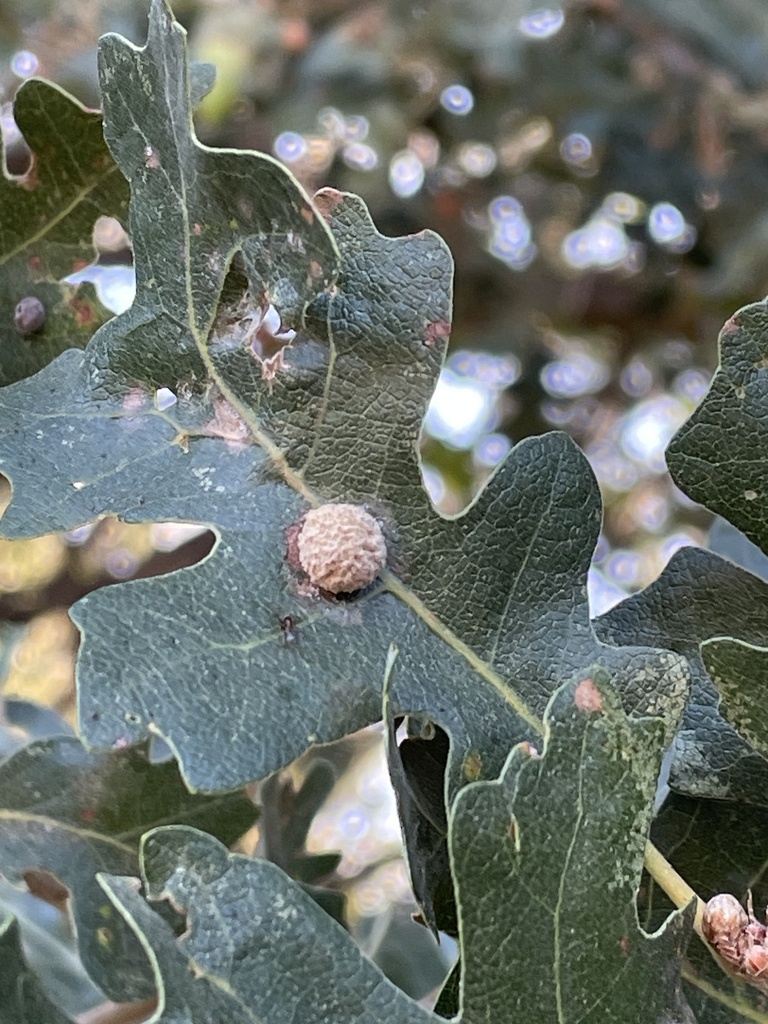 Fuzzy-Gall Wasp from McClellan Ranch Preserve, Cupertino, CA, US on ...