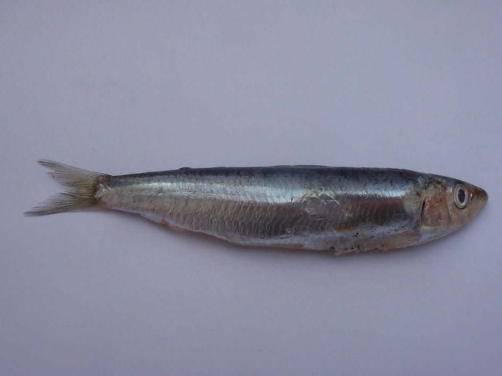(Sardina) - Marine Life Identification