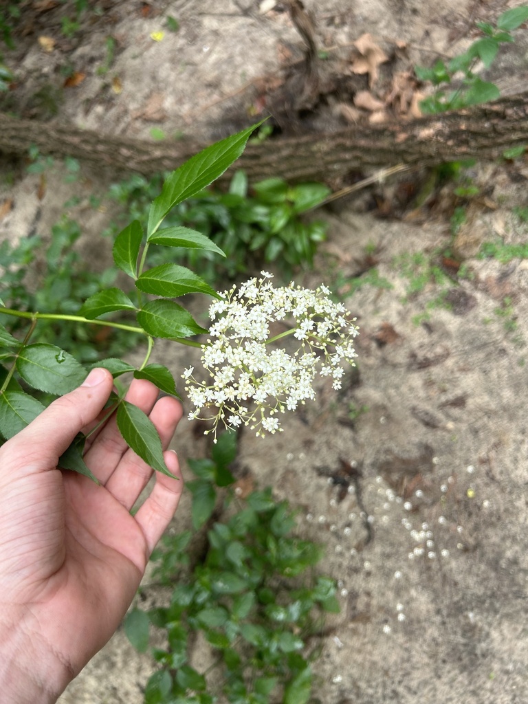 American black elderberry from Edith L. Moore Nature Sanctuary, Houston ...
