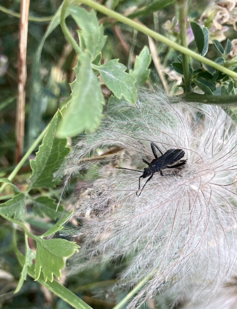 Eastwind Broad-headed Bug from Southeast Calgary, Calgary, AB, Canada ...