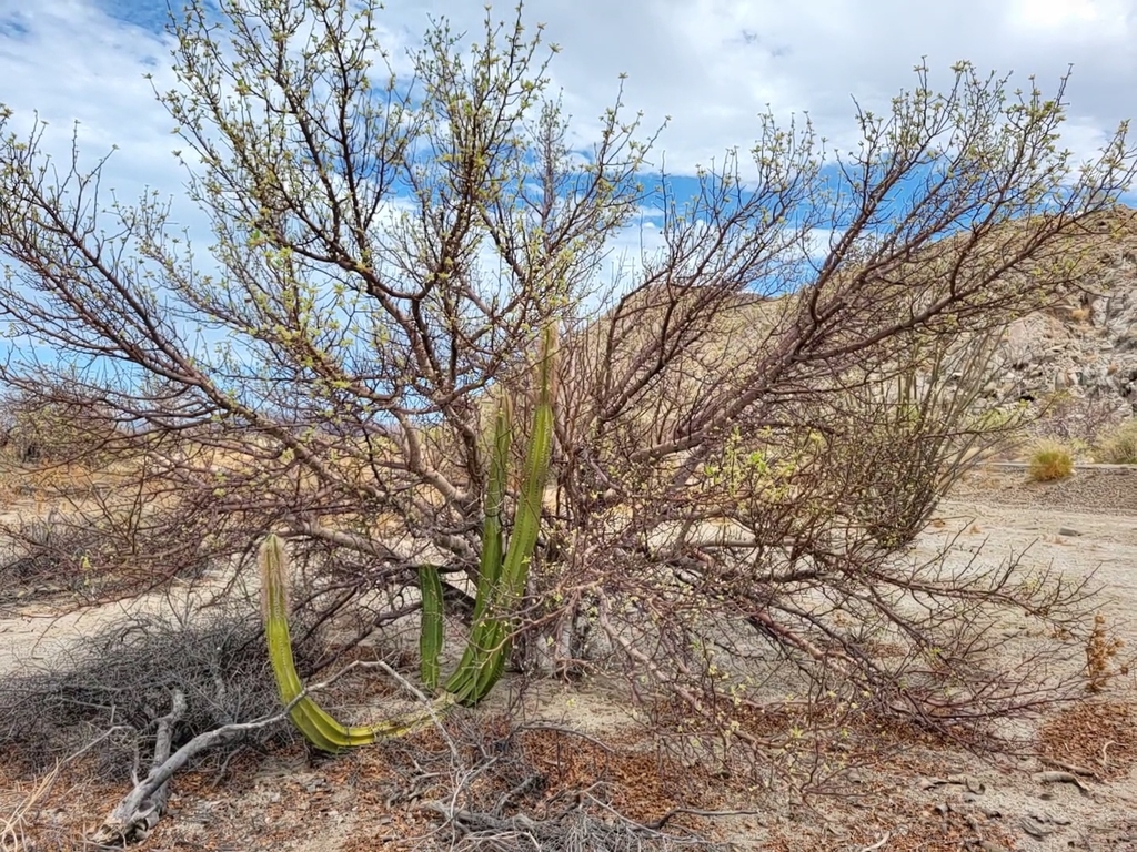 Red Elephant Tree from 21853 Baja California, Mexico on August 12, 2023 ...