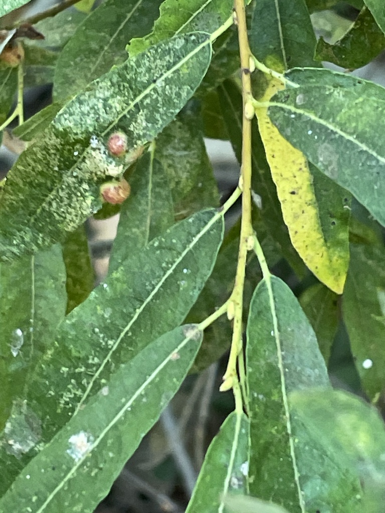 Willow Apple Gall Sawfly from McClellan Ranch Preserve, Cupertino, CA ...
