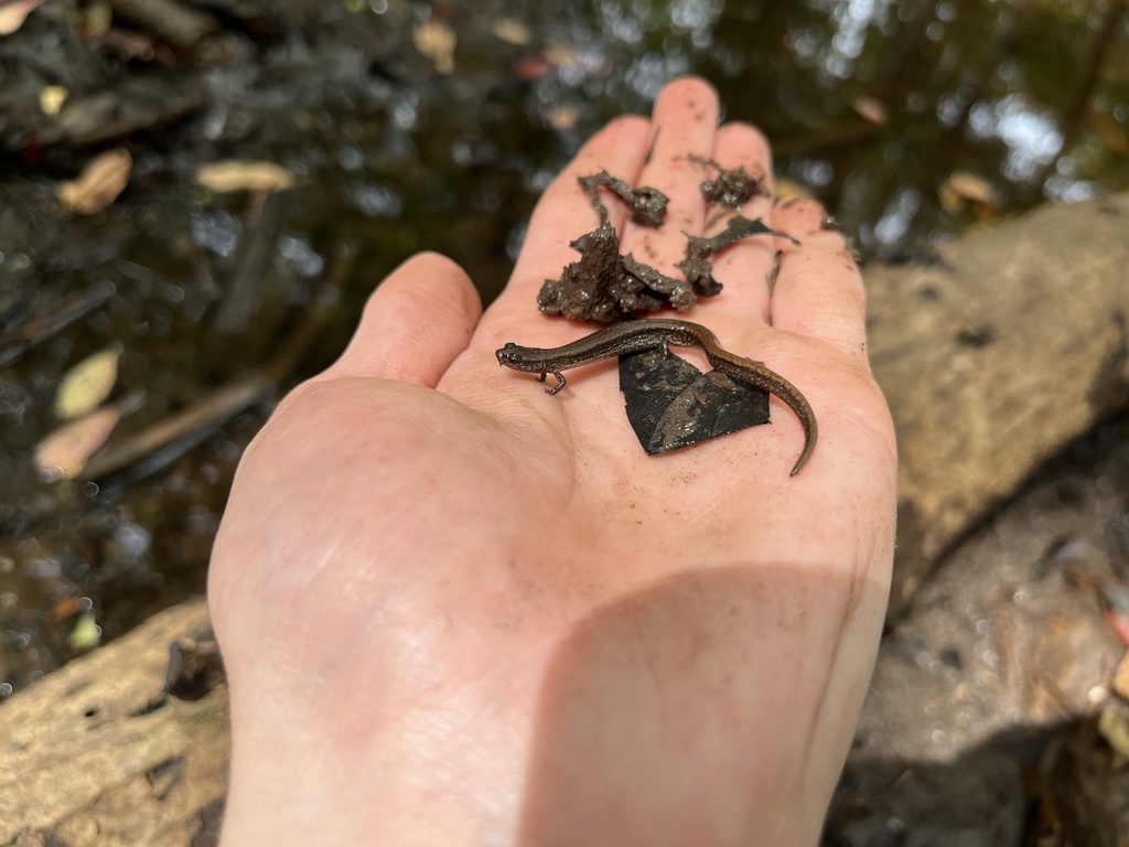 coastal plain dwarf salamander in September 2024 by Matthew. Lifer ...