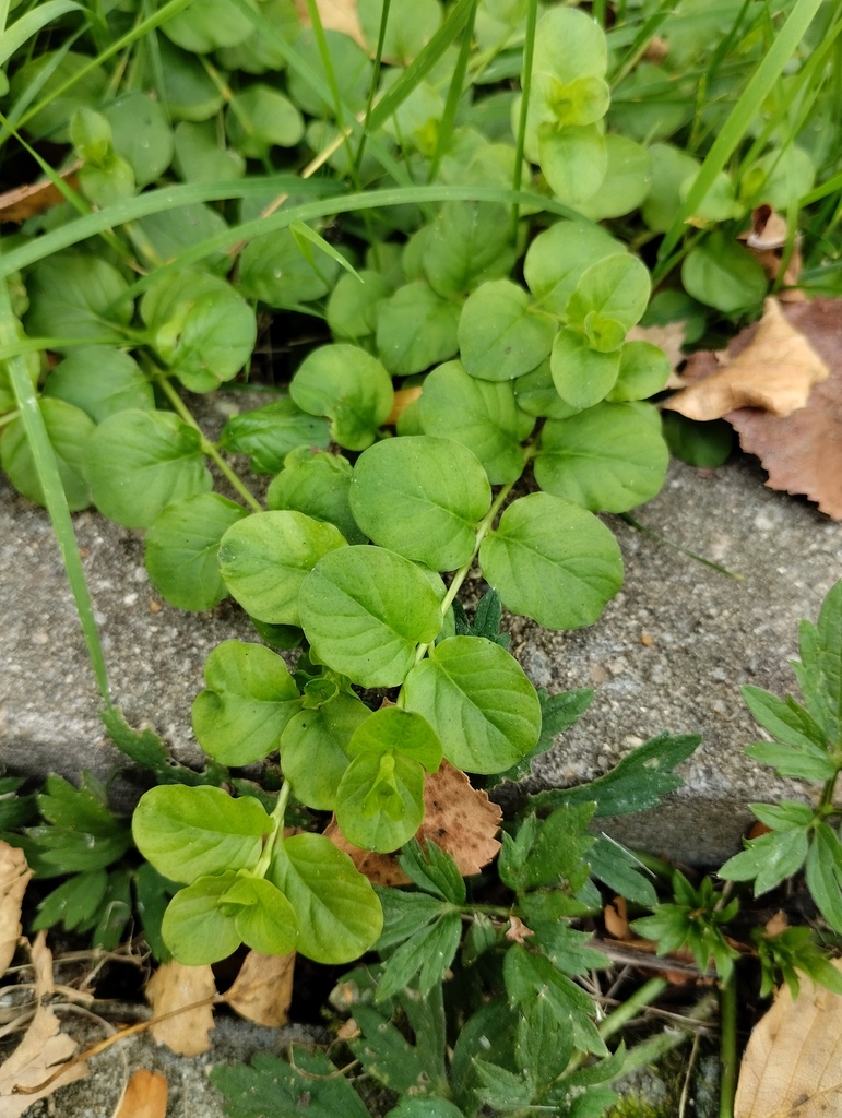 creeping Jenny from Нов. Некоуз, Ярославская обл., Россия on September ...