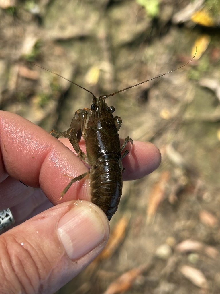Northern Clearwater Crayfish from Lakeport, St. Catharines, ON, CA on ...