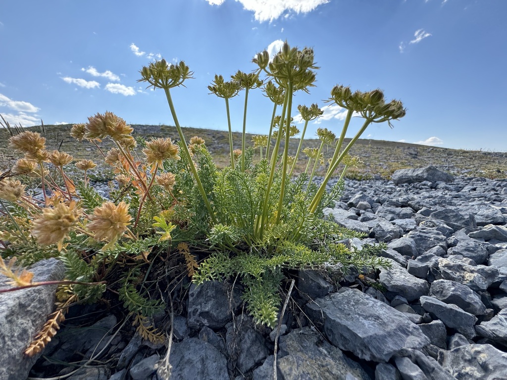 Pteryxia hendersoni from Hurricane Pass, Caribou-Targhee National ...