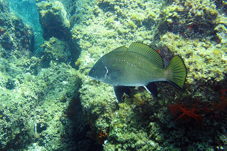 Горбань (Sciaena)