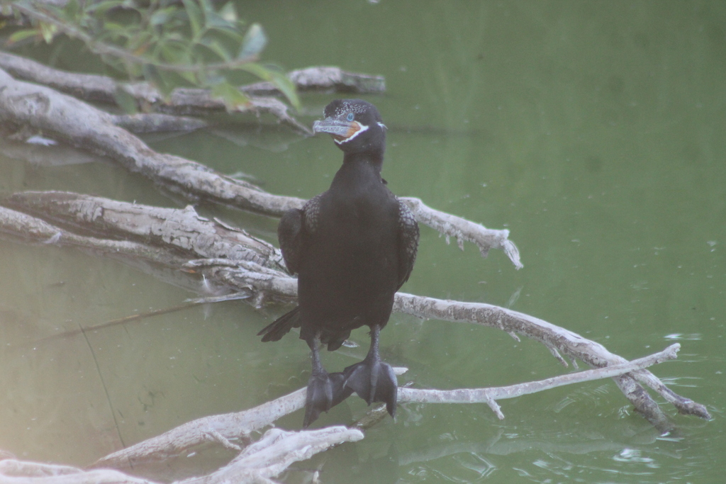 Neotropic Cormorant in September 2024 by Jesús Manuel Martínez-Calderas ...