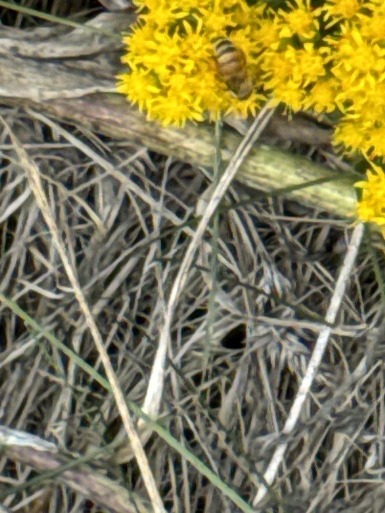 Western Honey Bee from Northerly Island, Chicago, IL, US on September ...